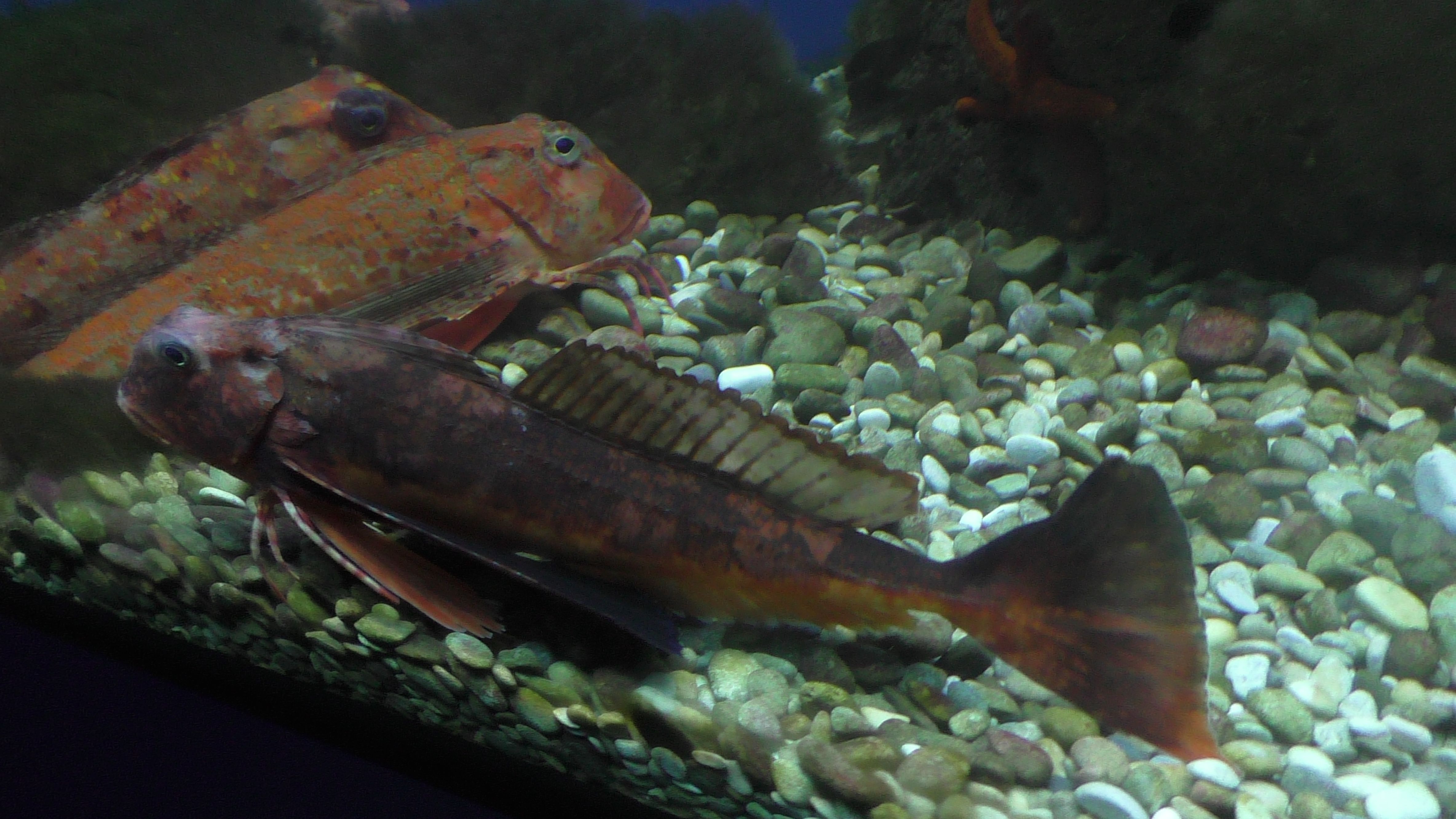 Climbing fish — Steemit