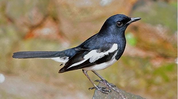 Facts about National Bird of Bangladesh? — Steemit