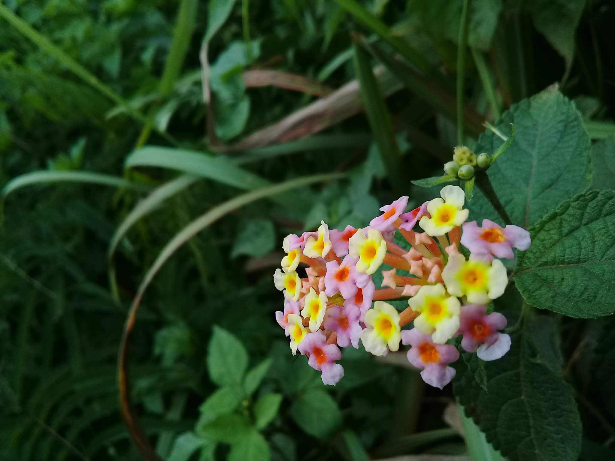 WILD FLOWERET (iring-iring) — Steemit