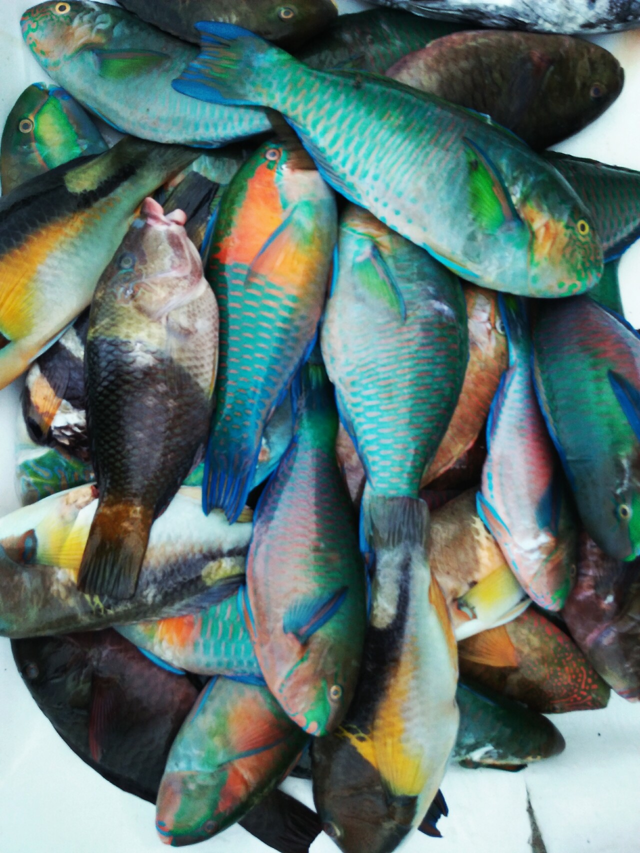 Parrot Fish In Tagalog