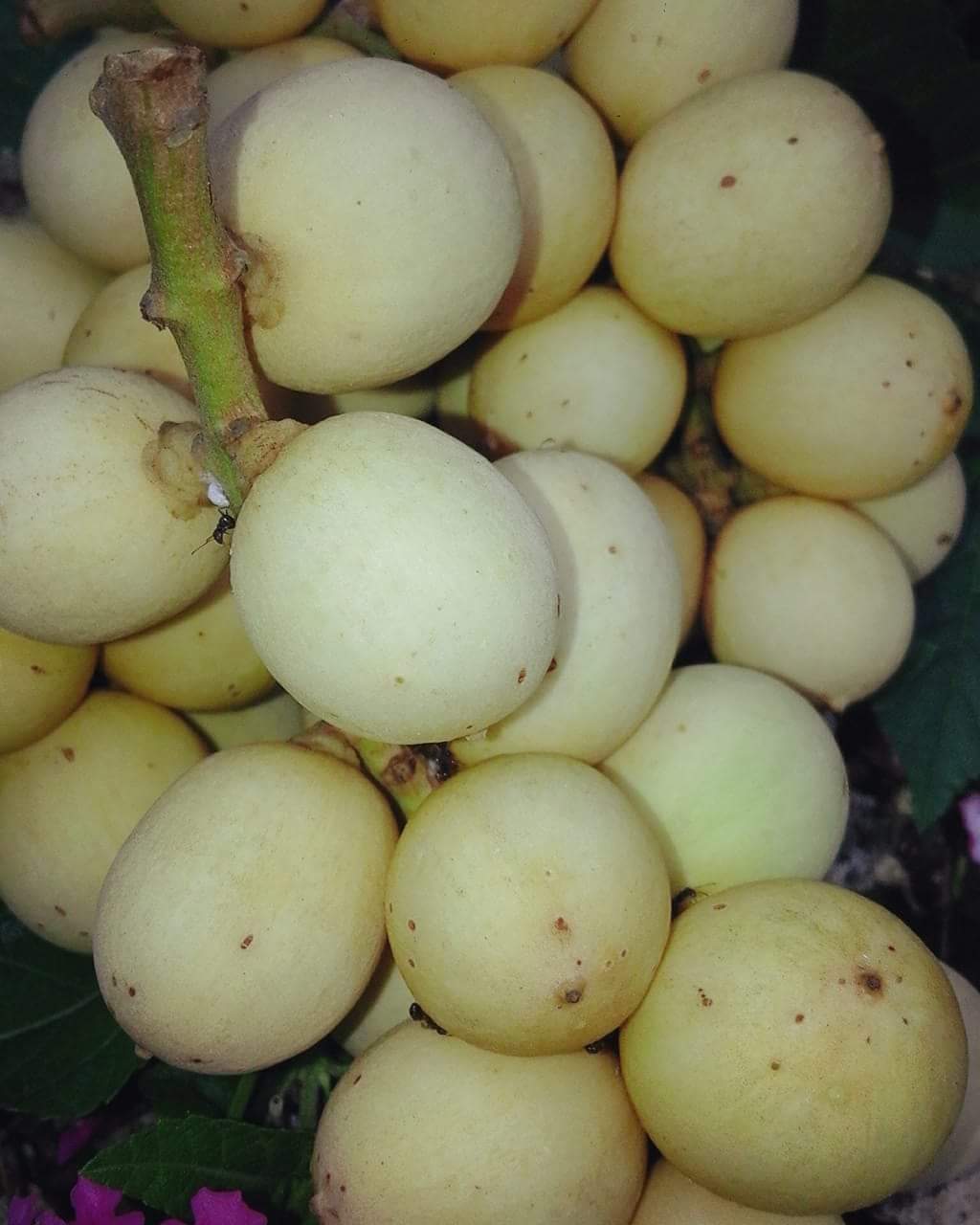 LANZONES FRUIT HARVEST — Steemit