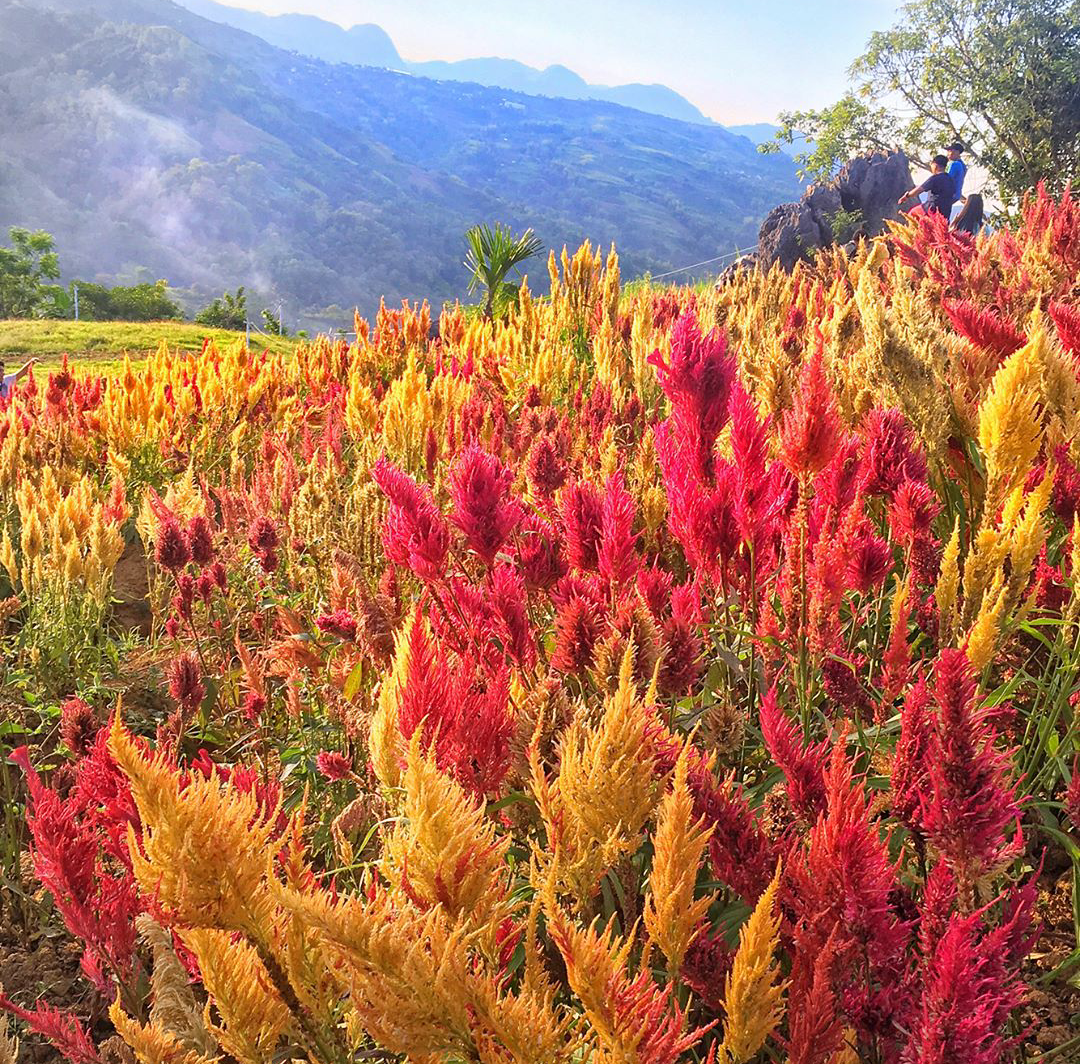 Flower Farm In Busay Cebu City | Best Flower Site
