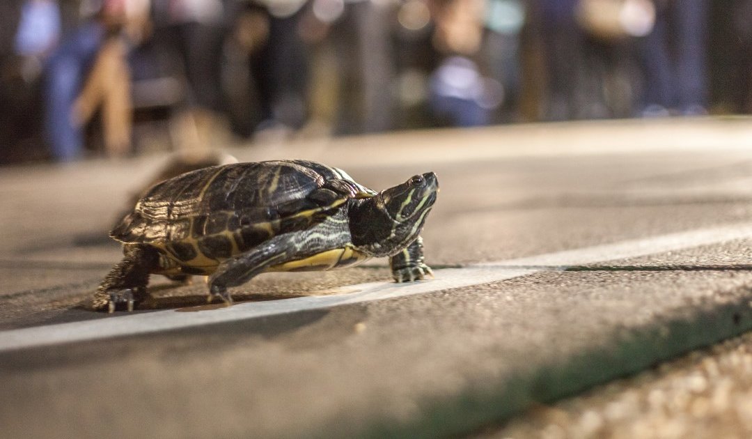 The Story of The Deaf Turtle - A Wonderful Life Lesson to motivate us ...