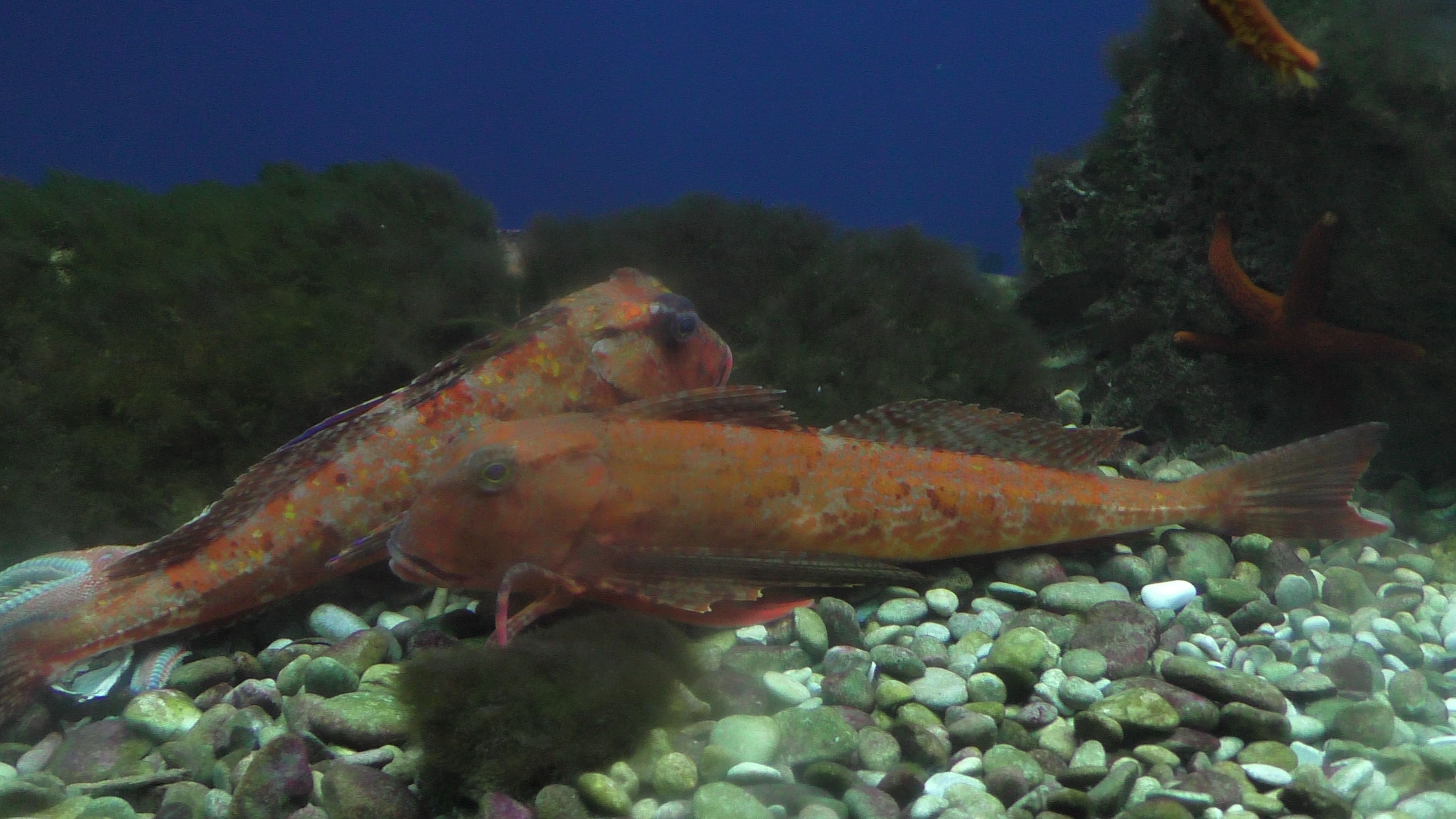 Climbing fish — Steemit