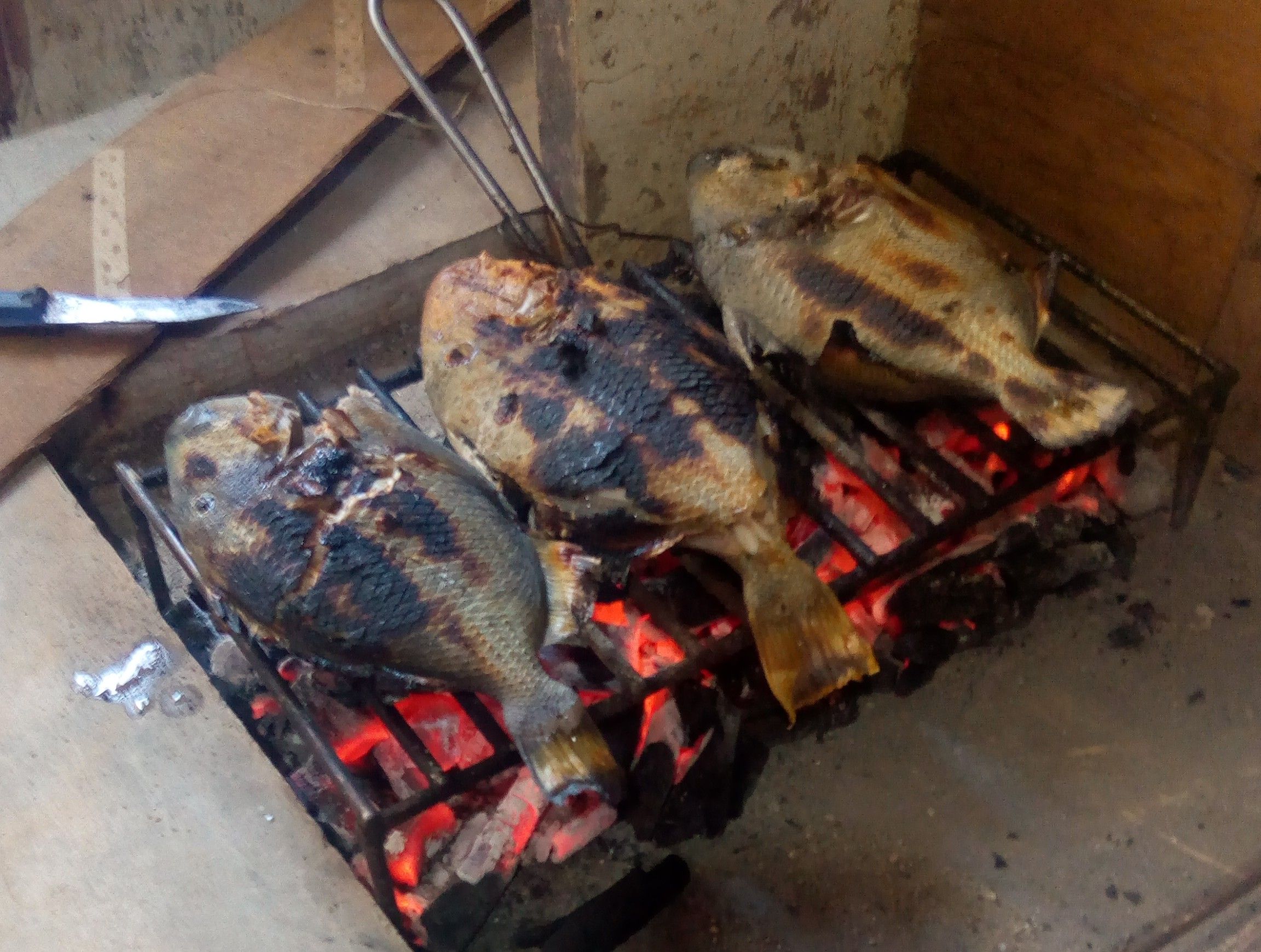 Broiled Pacol Fish — Steemit