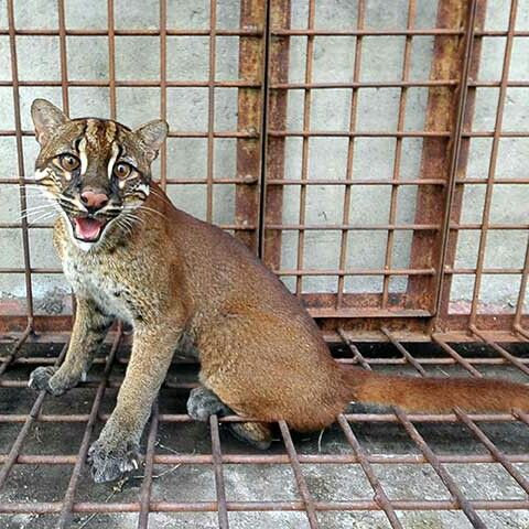 The golden cat — Steemit