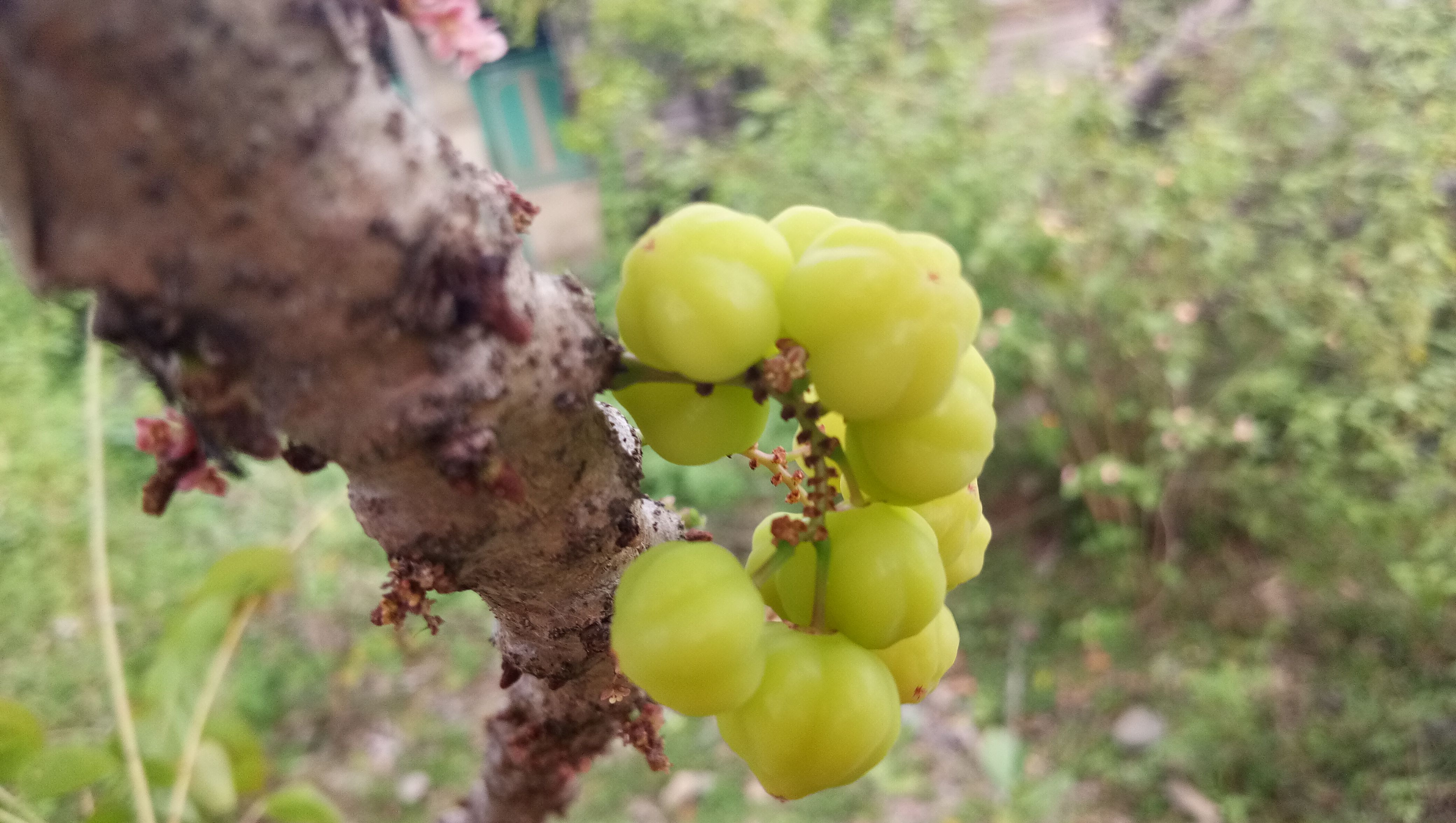 Manfaat Buah Cermai Bagi Kesehatan — Steemit