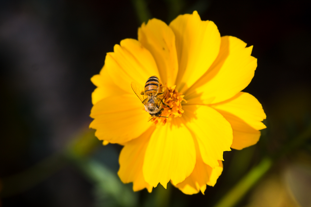 Color Challenge Wednesday Yellow: Florida Botanical Gardens – Unicorn ...