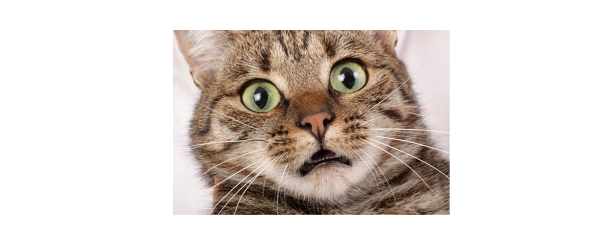 [1일1심리학] 열여덟번째. 불안이 과도한 아이들을 위한 치료프로그램 - Coping Cat (2) — Steemit