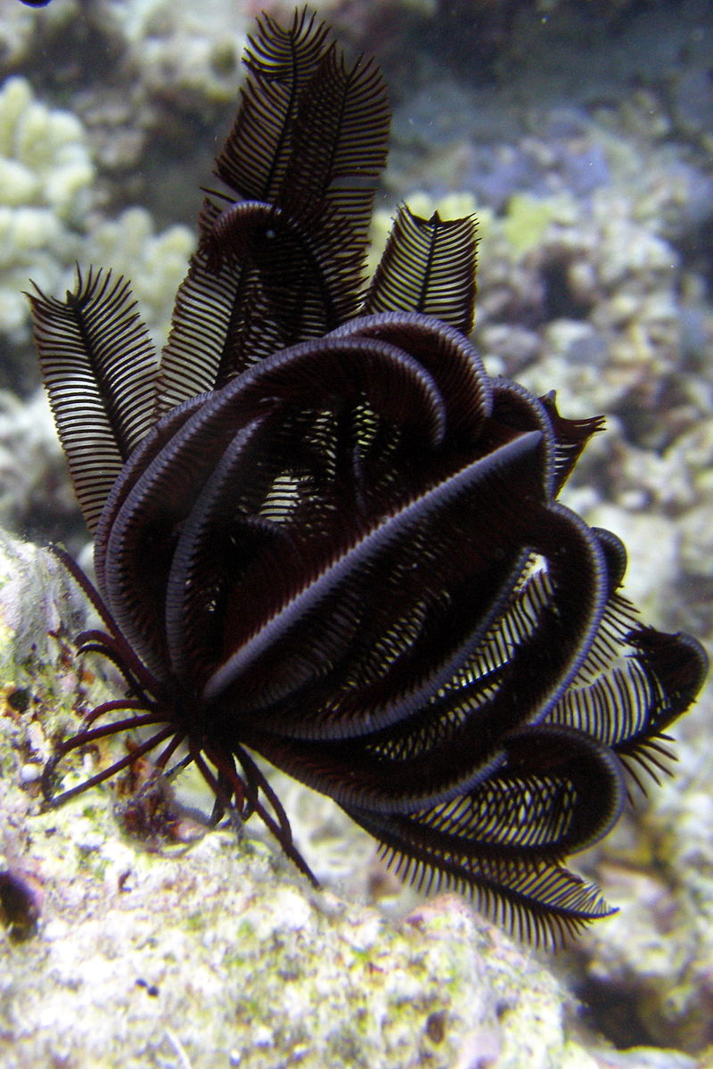 What Are Sea Lilies