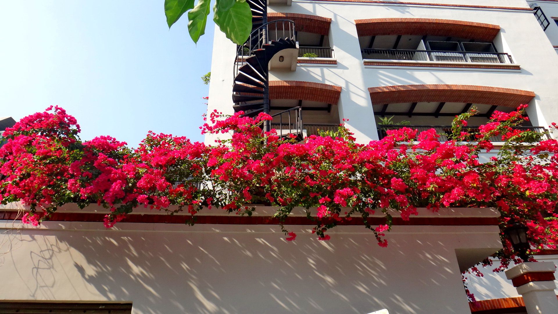 Beautiful Bougainvillea Flower..!! — Steemit
