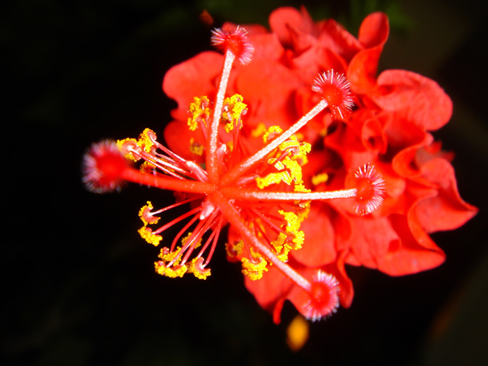 ดอกชบา เป็นยา หรือ นางกาลี? Hibiscus Or Shoe Flower. — Steemit