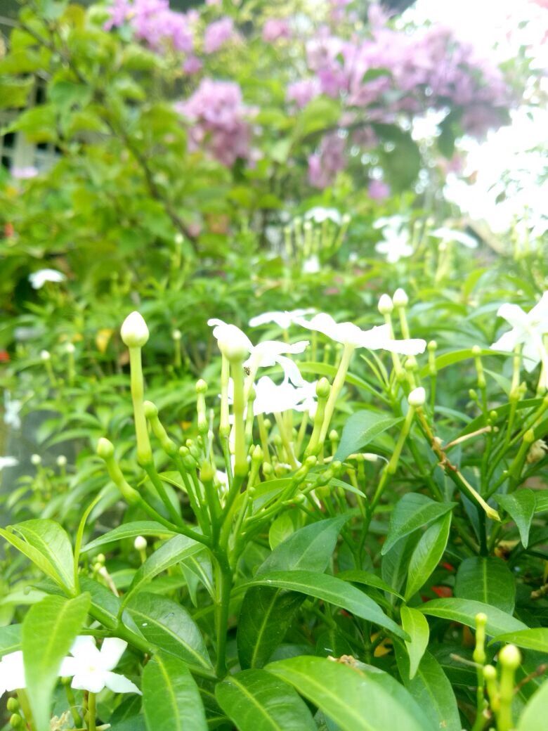 Indonesian National Flower Jasmine | Best Flower Site