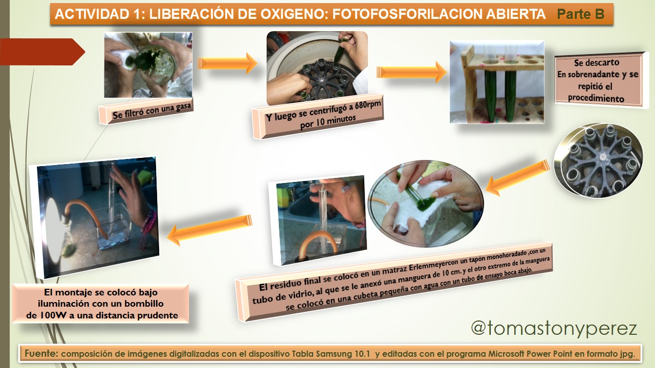 FOTOSÍNTESIS, Glucosa, Reacción de Hill y Punto de Compensación de Luz ...