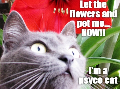 Psycho Cat Meme Untitled | Kittens Funny, Funny Cat Memes, Funny Cat