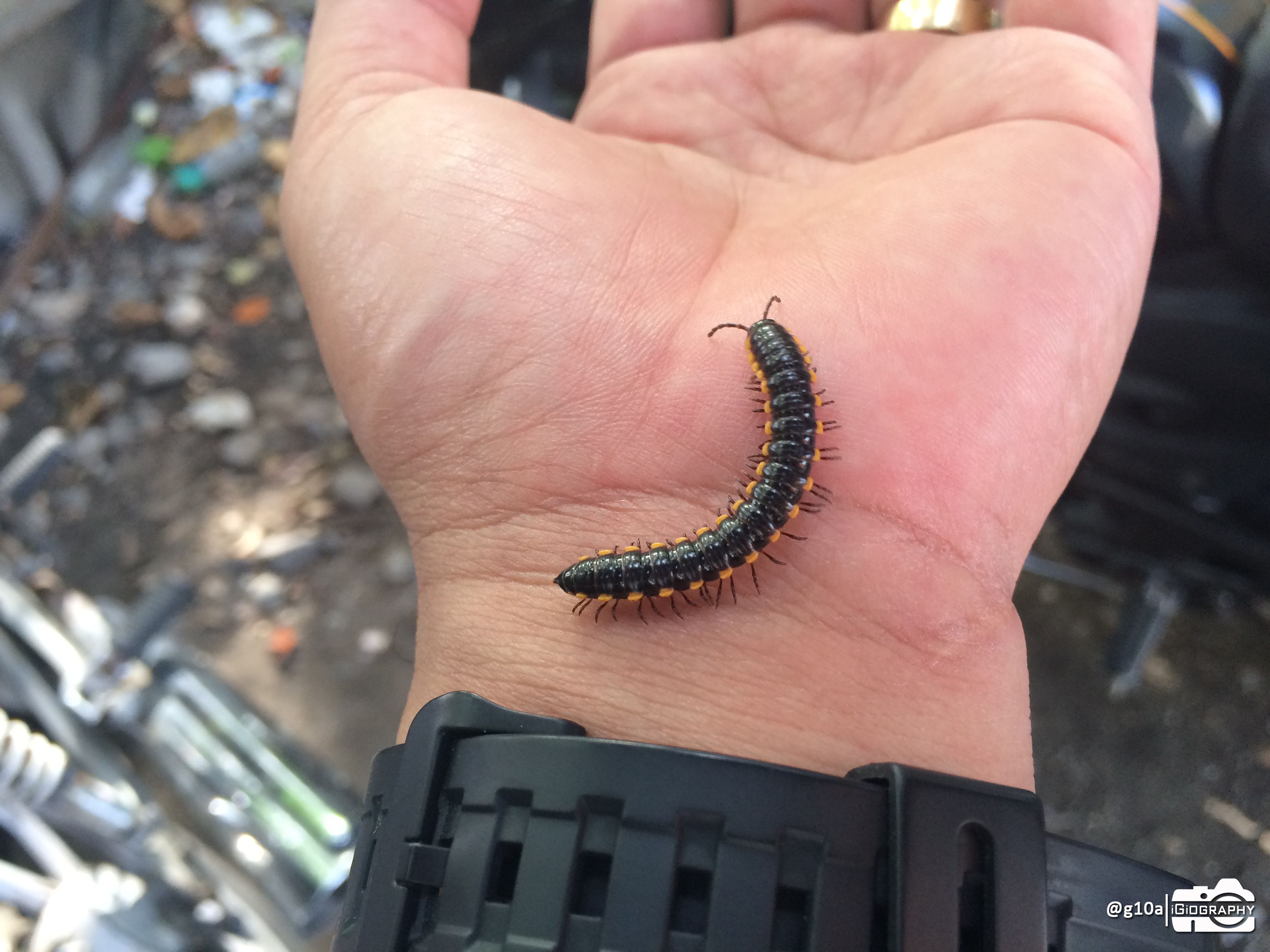 Orthomorpha Coarctata or Asiomorpha Coarctata | A Millipede from ...