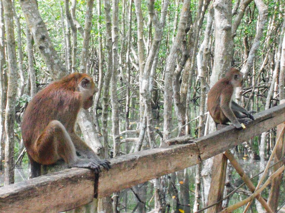 THE LOON MACAQUES MANGROVE MONKEYS IN BOHOL. — Steemit