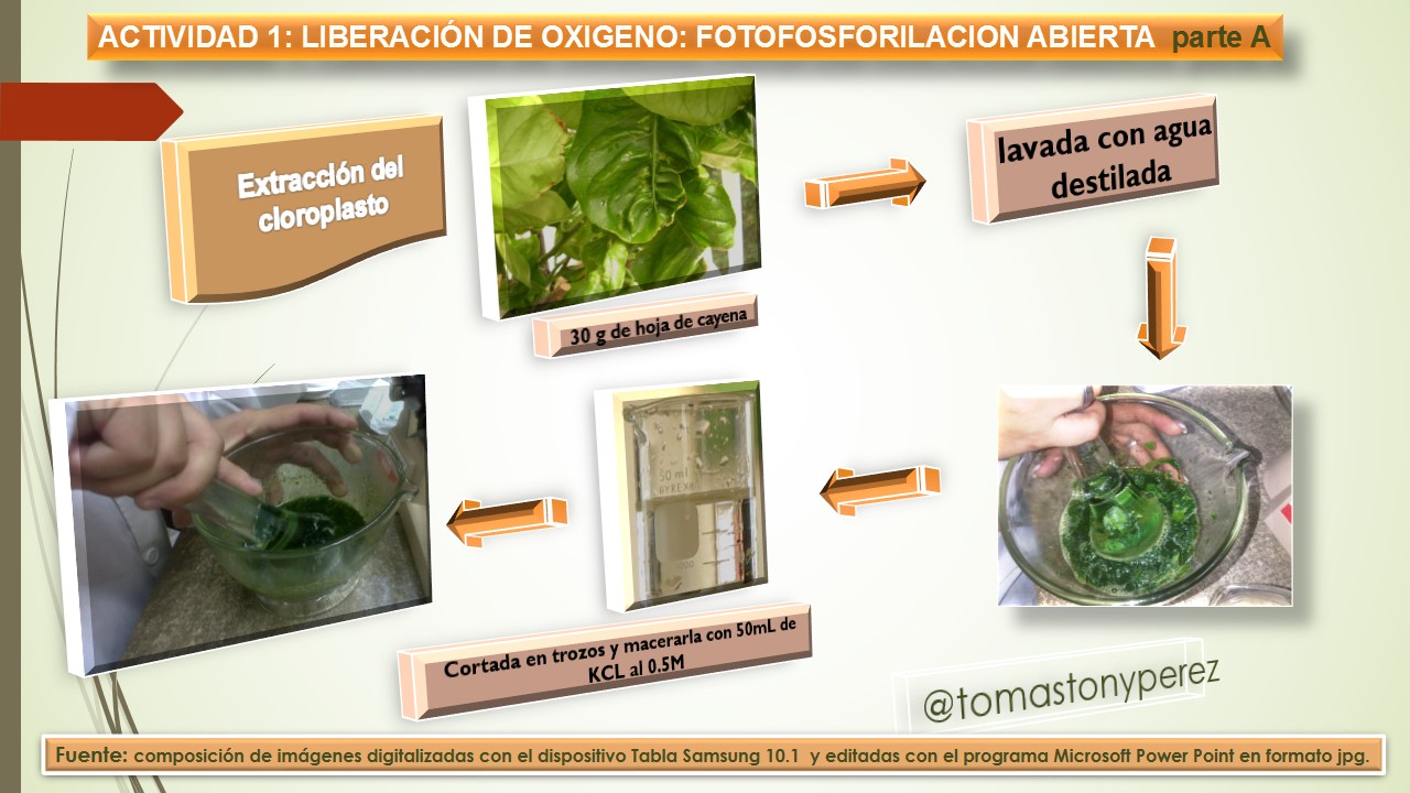 FOTOSÍNTESIS, Glucosa, Reacción de Hill y Punto de Compensación de Luz ...
