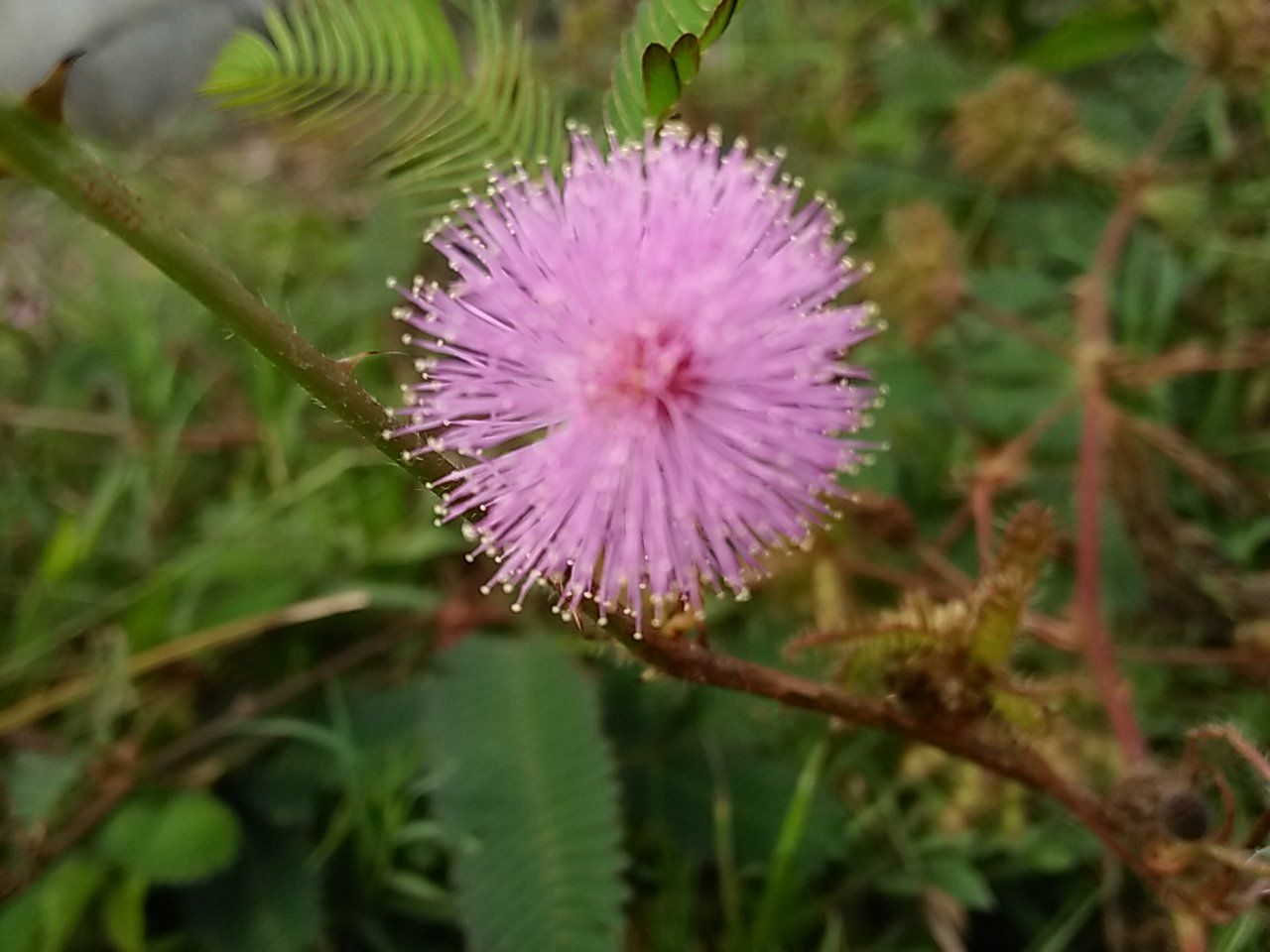 Inilah Contoh-Contoh Bunga Yang Berduri yang Lagi Viral - Informasi ...