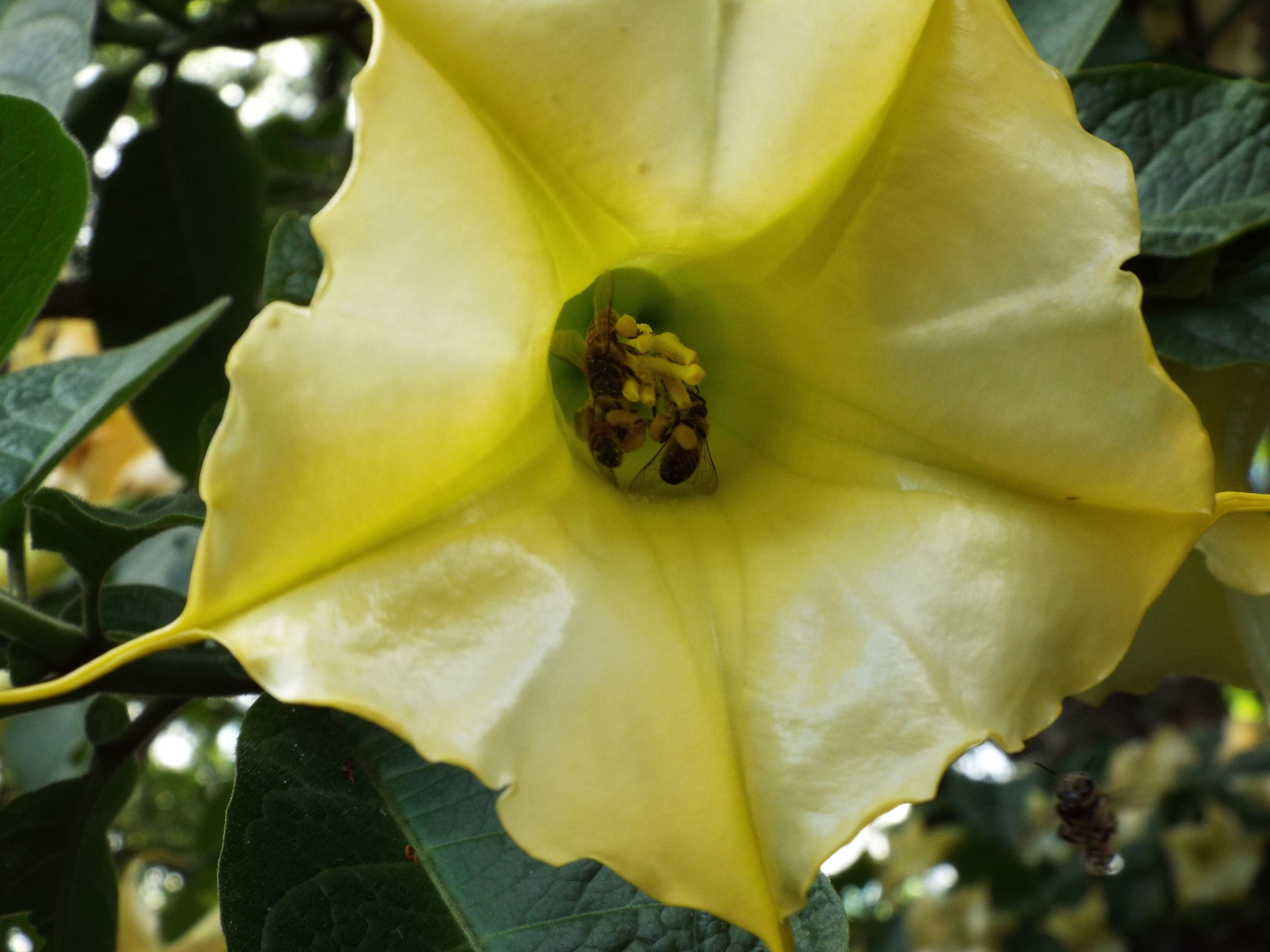Yellow Moonflower Yellow Moon Flower Picture University Guelph Stock