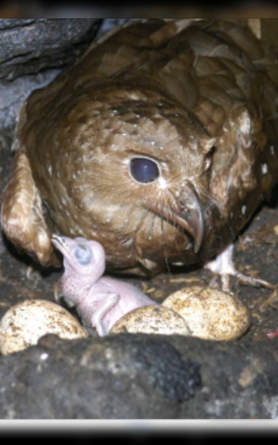 Guacharo "El ave ciega de las cavernas" — Steemit