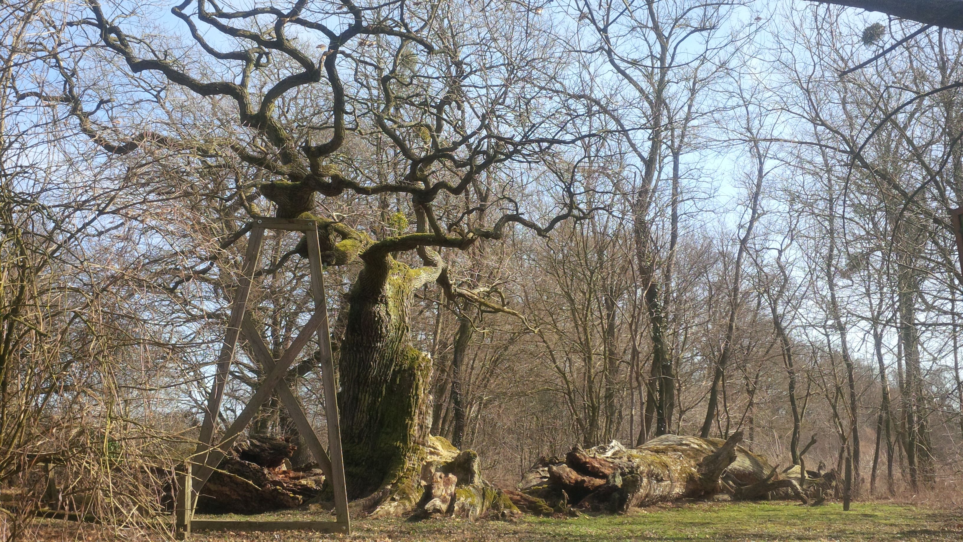 A Magical Place: The Thousand Years Old Tree — Steemit