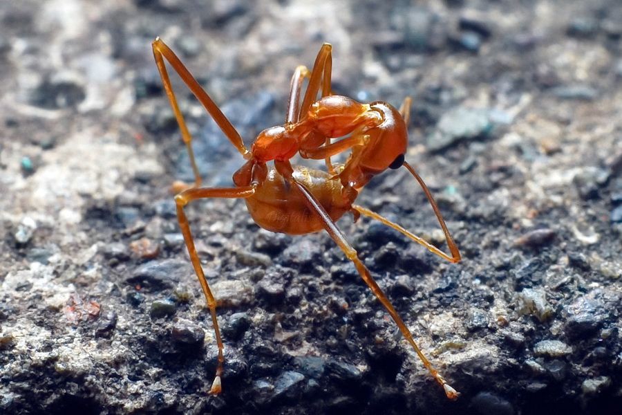 Funny Macro Photography