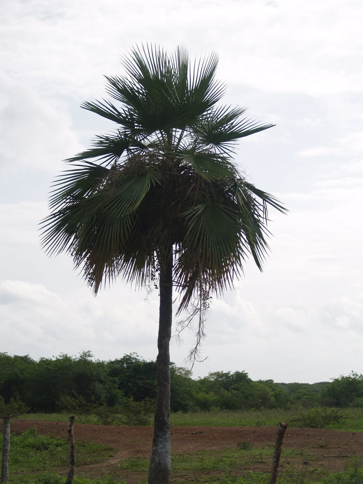 La Palma Llanera. Reina del Llano. — Steemit