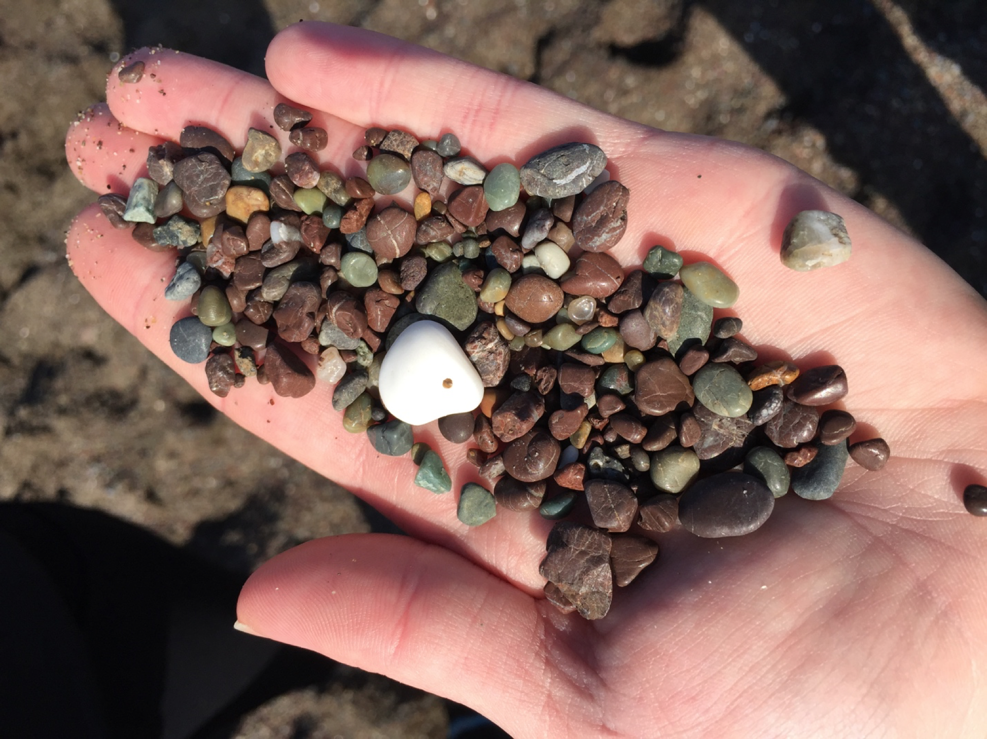 Geological Survey: Accretion in the Marin Headlands of the San ...