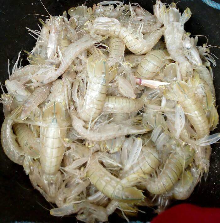 about the unique shrimp Squilla mantis — Steemit