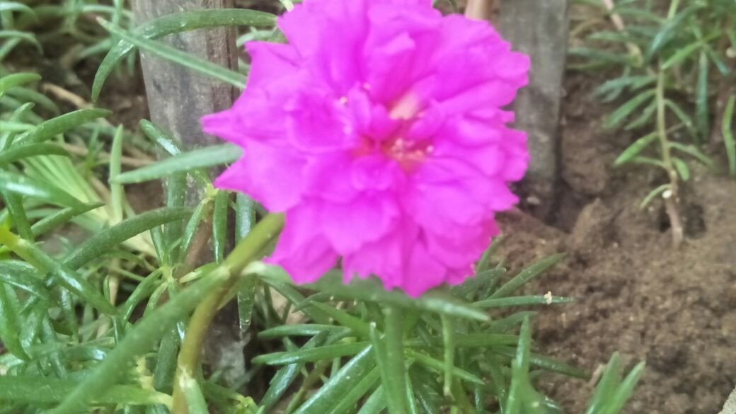 Bunga Cantik Manis — Steemit