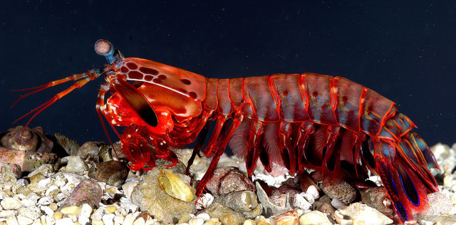 Why it is crucial that we know more about the Mantis Shrimp — Steemit