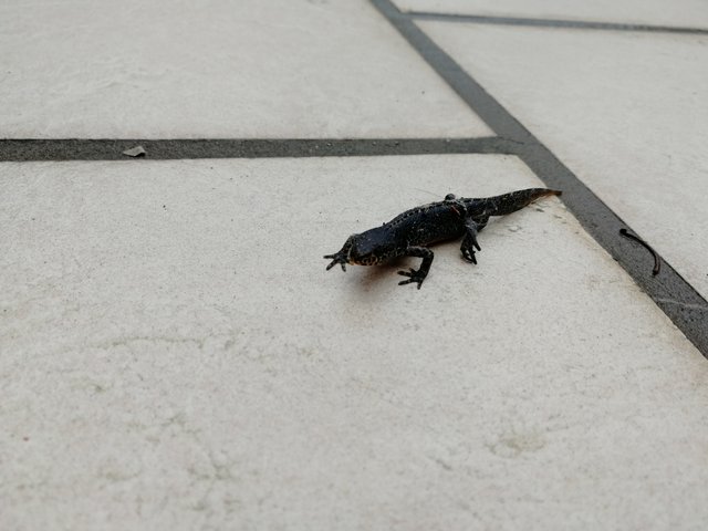 Mr. Salamander's unexplained journey :o — Steemit