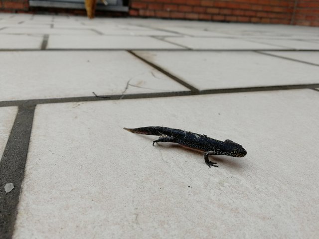 Mr. Salamander's unexplained journey :o — Steemit