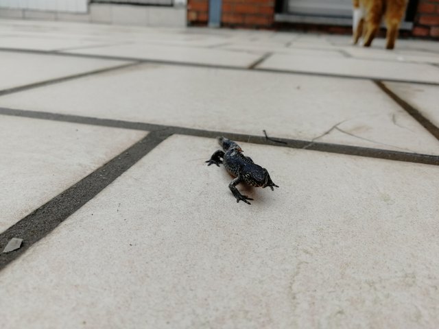 Mr. Salamander's unexplained journey :o — Steemit