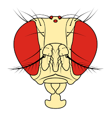 External structure of an insects — Steemit